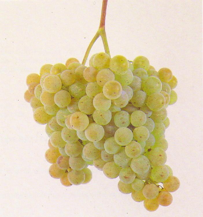 Know Your Grape: Albariño - THE RESTAURANT INSIDER - By Churrasco ...